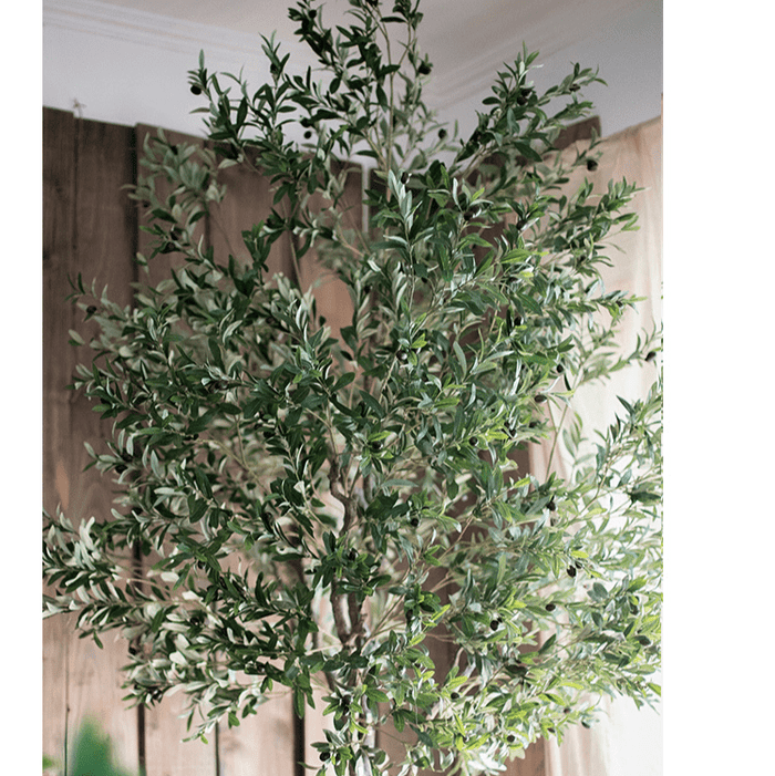 Extra Large Tall Olive Tree 118" Tall – RusticReach