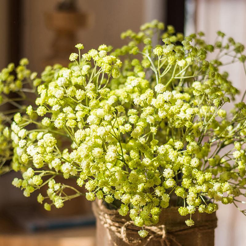 Babys Breath Plant